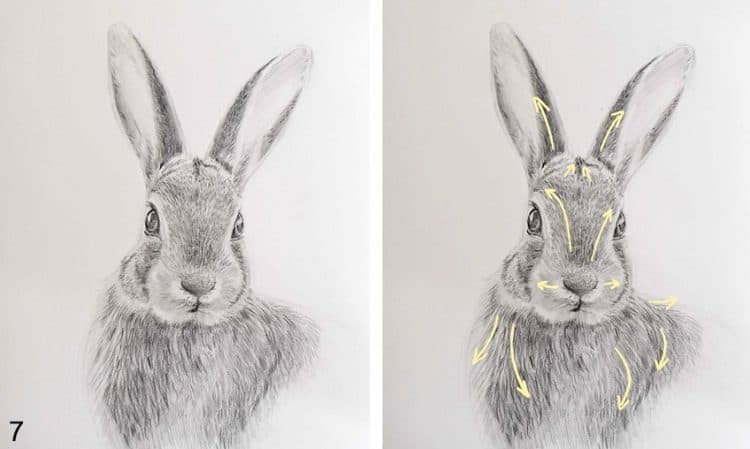 How to Draw a Bunny Face - Do an Easy Bunny Head Drawing (10 Steps)