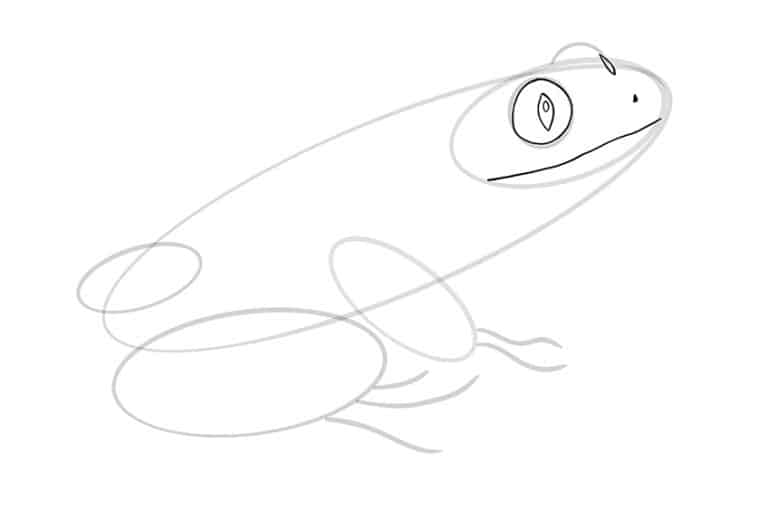 How to Draw a Frog – Drawing Tutorial for Artists of any Level