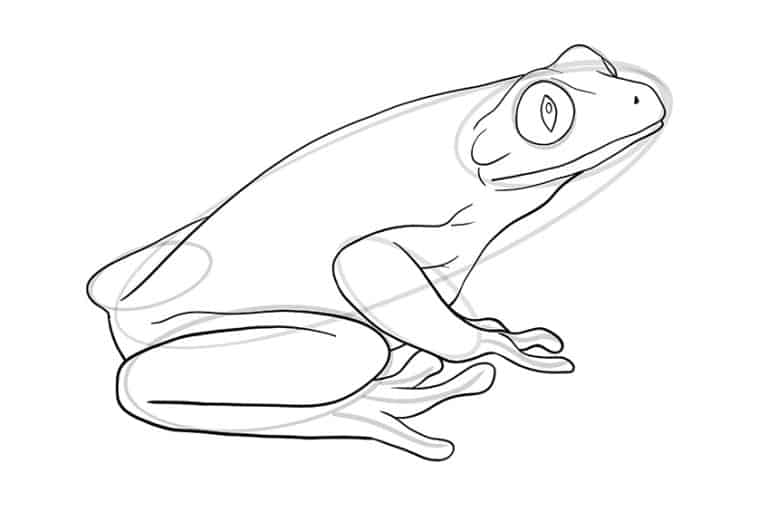 How to Draw a Frog – Drawing Tutorial for Artists of any Level