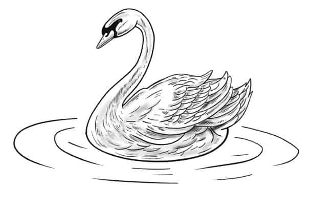 How to Draw a Swan - An Easy-to-Follow Realistic Swan Drawing Tutorial