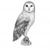 How to Draw an Owl - Our In-Depth Realistic Owl Drawing Tutorial