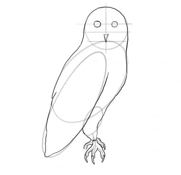 How to Draw an Owl - Our In-Depth Realistic Owl Drawing Tutorial