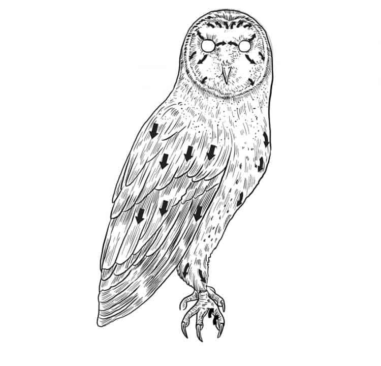 How to Draw an Owl - Our In-Depth Realistic Owl Drawing Tutorial