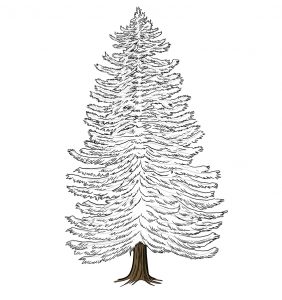 How to Draw a Tree - A Step-by-Step Tree Drawing Tutorial for Any Artist