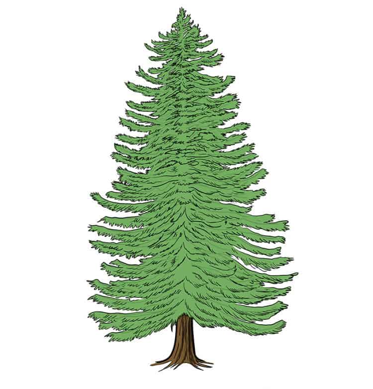 How to Draw a Tree - A Step-by-Step Tree Drawing Tutorial for Any Artist