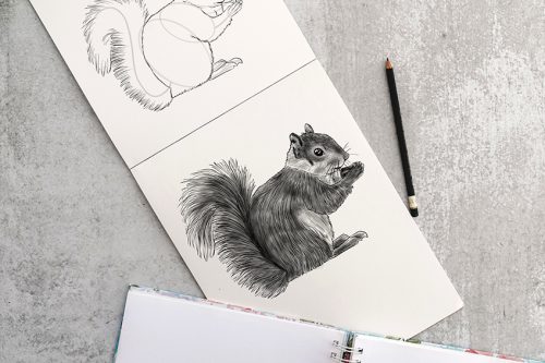 How to Draw a Squirrel - Step-by-Step Squirrel Drawing Tutorial