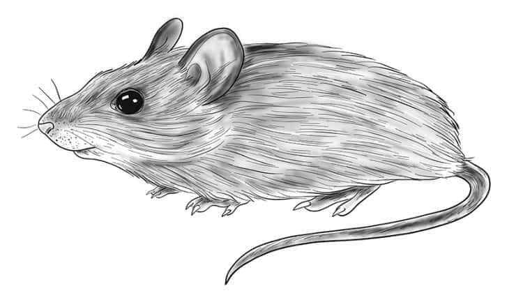 How to Draw a Mouse - The Best Mouse Drawing Tutorial