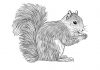How to Draw a Squirrel - The Best Step-by-Step Squirrel Drawing Tutorial