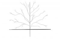 How to Draw a Tree - Step-by-Step Tree Drawing Tutorial
