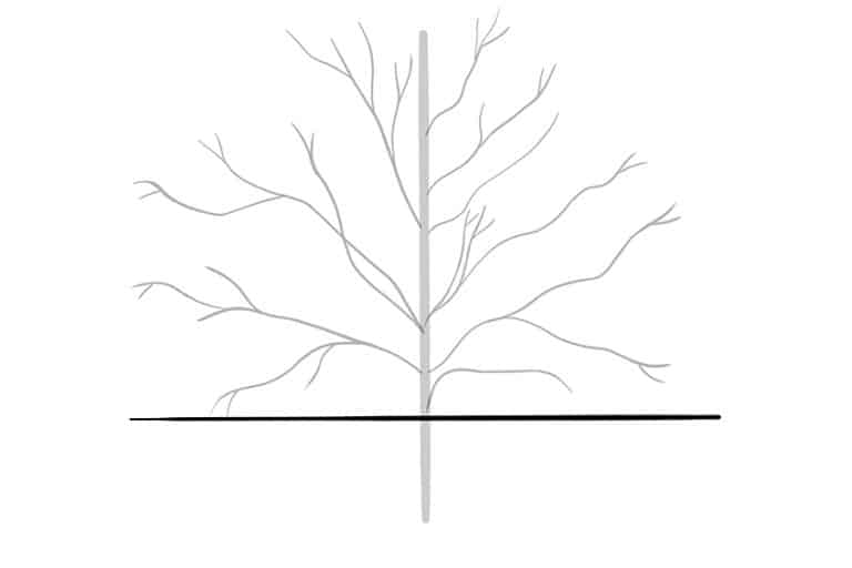 How to Draw a Tree - Step-by-Step Tree Drawing Tutorial