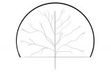 How to Draw a Tree - Step-by-Step Tree Drawing Tutorial