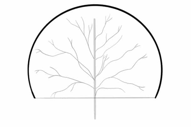 How to Draw a Tree - Step-by-Step Tree Drawing Tutorial