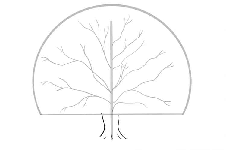 How to Draw a Tree - Step-by-Step Tree Drawing Tutorial