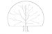 How to Draw a Tree - Step-by-Step Tree Drawing Tutorial