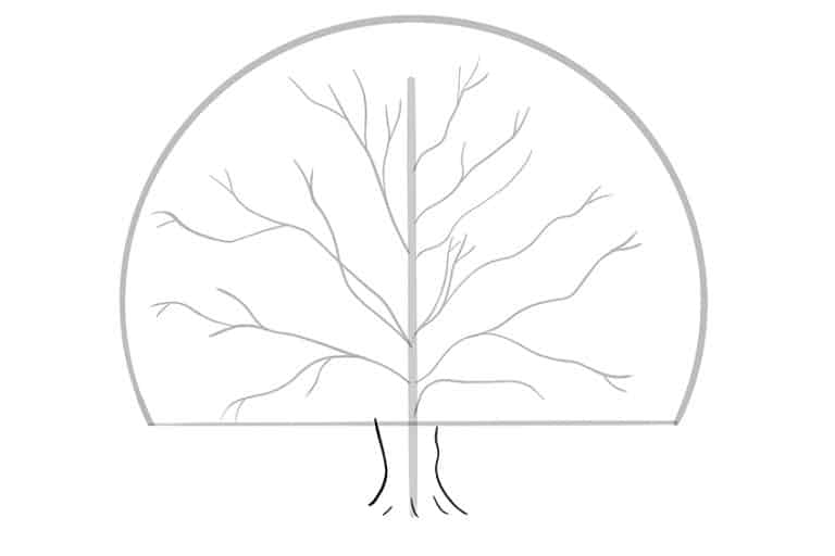 How to Draw a Tree - Step-by-Step Tree Drawing Tutorial