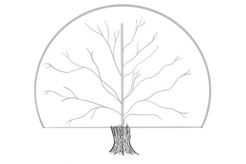 How to Draw a Tree - A Step-by-Step Tree Drawing Tutorial for Any Artist