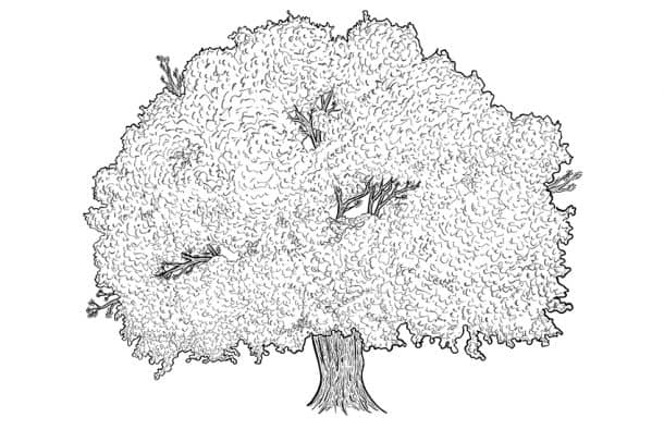 How to Draw a Tree - A Step-by-Step Tree Drawing Tutorial for Any Artist