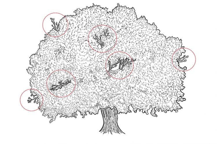How to Draw a Tree - A Step-by-Step Tree Drawing Tutorial for Any Artist