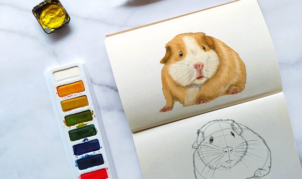 How to Draw a Guinea Pig - A Guinea Pig Drawing Tutorial for Beginners