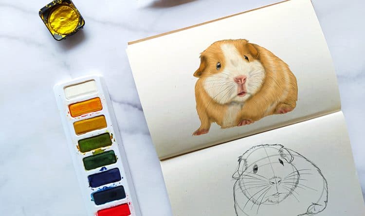 How to Draw a Guinea Pig - A Guinea Pig Drawing Tutorial for Beginners