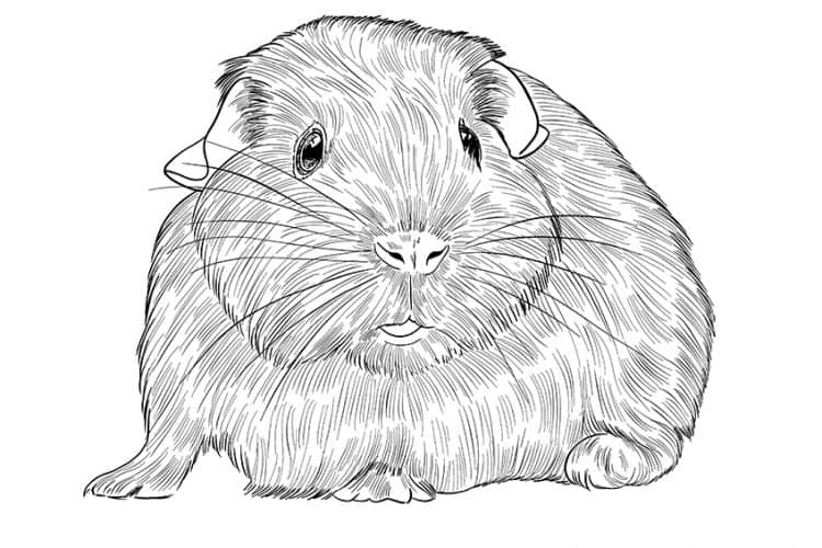 How to Draw a Guinea Pig - A Guinea Pig Drawing Tutorial for Beginners