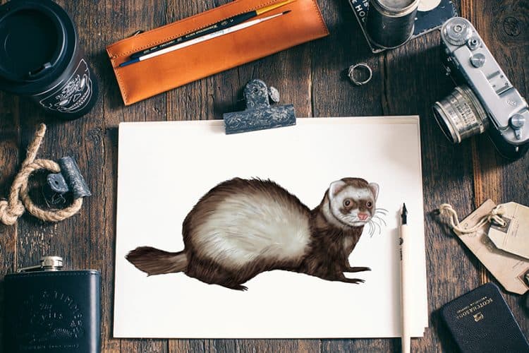 How to Draw a Ferret - A Beginner's Guide to Ferret Drawing