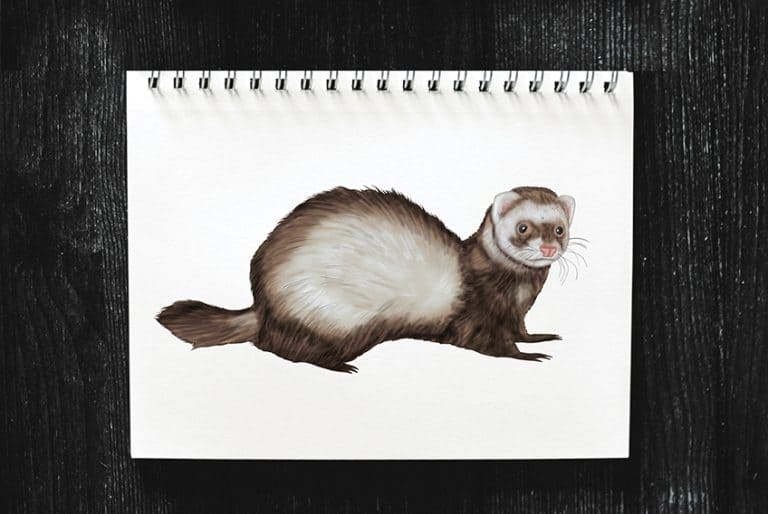 How to Draw a Ferret - A Beginner's Guide to Ferret Drawing