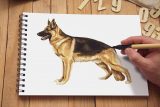 How to Draw a German Shepherd - A German Shepherd Drawing Tutorial