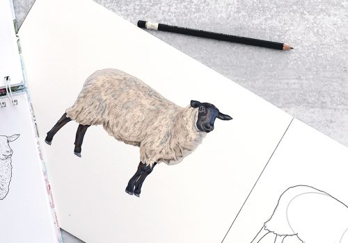 How to Draw a Sheep - Create your own Lamb Sketch