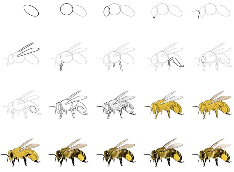 How to Draw a Bee - Create your own Bee Drawing