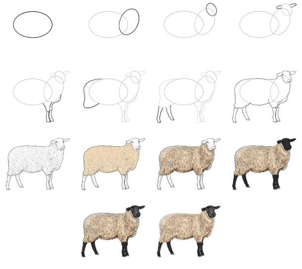 How to Draw a Sheep - Create your own Lamb Sketch