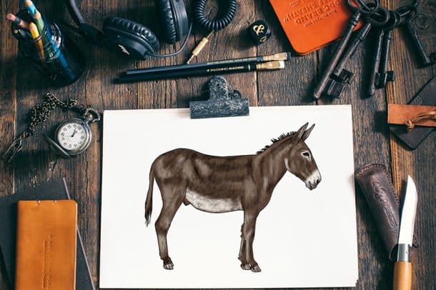 How to Draw a Donkey - Create an Impressive Donkey Sketch