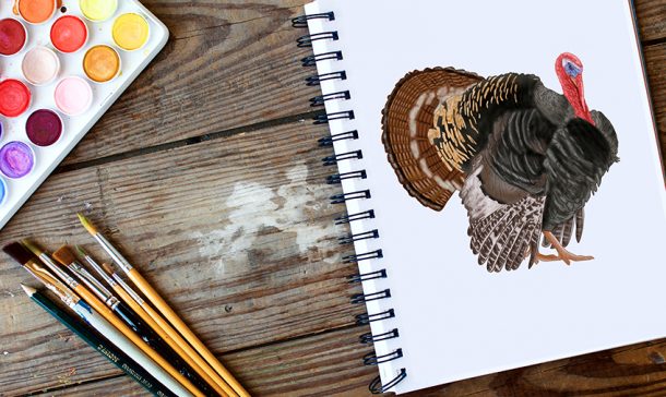How to Draw a Turkey - Make a Decorative Thanksgiving Sketch
