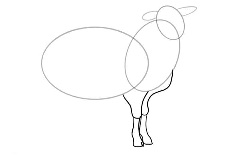 How to Draw a Sheep - Create your own Lamb Sketch