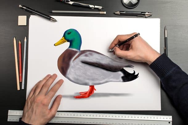 How to Draw a Duck - Step-by-Step Tutorial for a Mallar Sketch