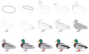 How to Draw a Duck - A Step-by-Step Tutorial on Sketching a Mallard