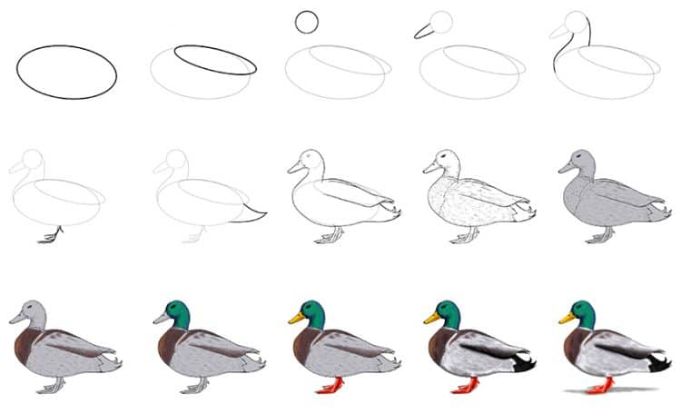 How to Draw a Duck - Step-by-Step Tutorial for a Mallar Sketch