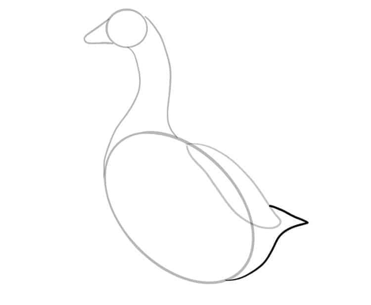 How to Draw a Goose - An Easy Method for Depicting Geese