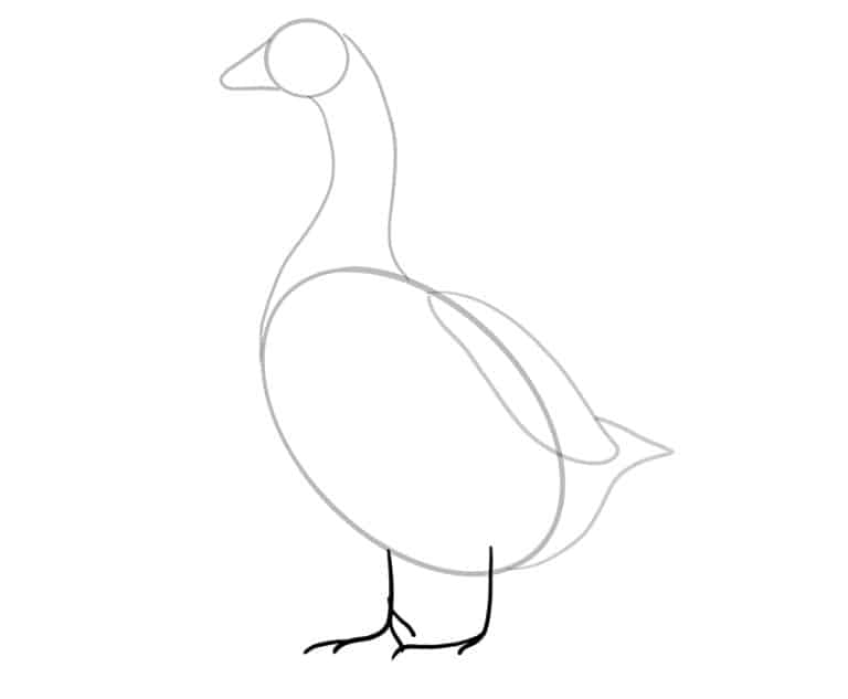 How to Draw a Goose - An Easy Method for Depicting Geese