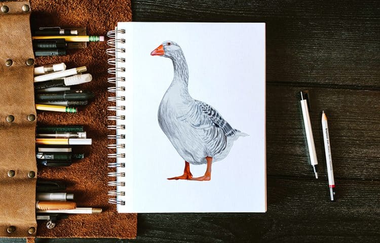 How to Draw a Goose - An Easy Method for Depicting Geese