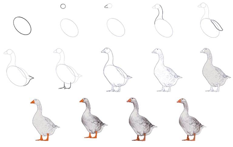How to Draw a Goose - An Easy Method for Depicting Geese