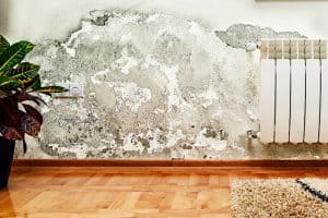 Can You Paint Over Mold? - How to Fix Mold Damage for Good