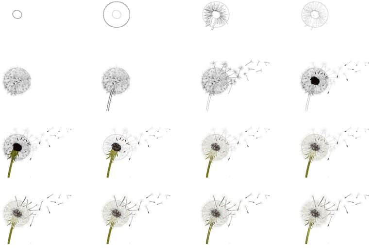 How to Draw a Dandelion - Sketch a Dandelion With Flying Seeds