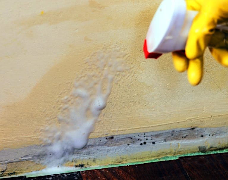 Can You Paint Over Mold? - How to Fix Mold Damage for Good