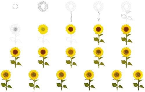 How to Draw a Sunflower - Create a Really Impressive Sunflower Picture