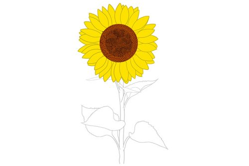 How to Draw a Sunflower - Create a Really Impressive Sunflower Picture