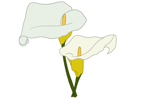 How to Draw a Calla Lily - Your Guide to Drawing Lifelike Arum Lilies
