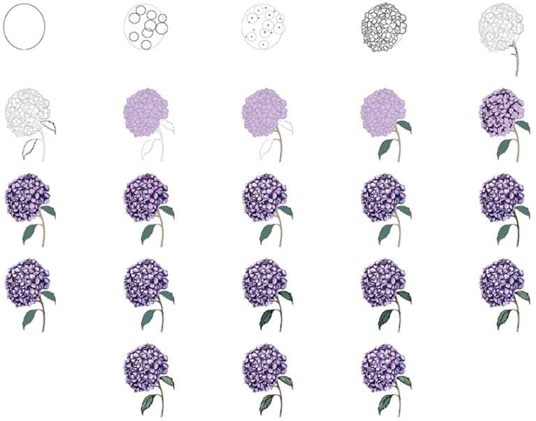 How to Draw a Hydrangea - Capture the Beauty of Hortensia