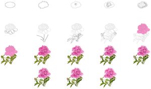How to Draw a Peony - Botanical Art Made Easy