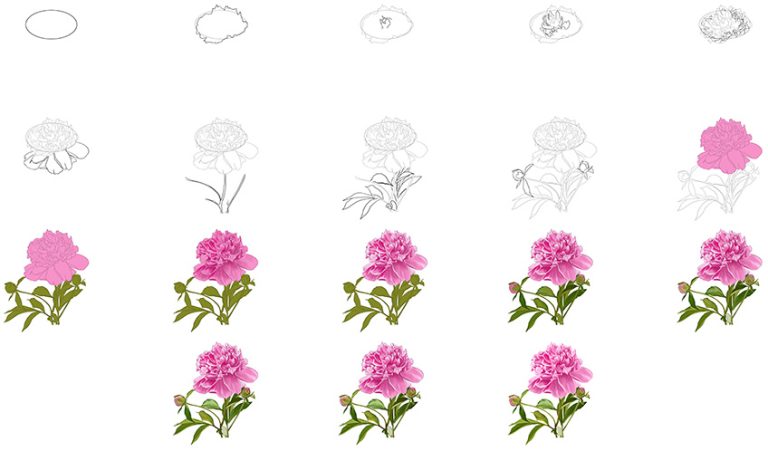 How to Draw a Peony - Botanical Art Made Easy